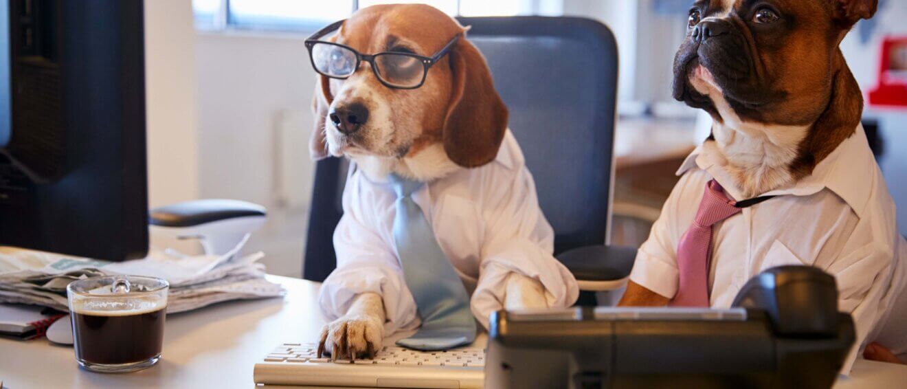 Pets in the Workplace - Mineral
